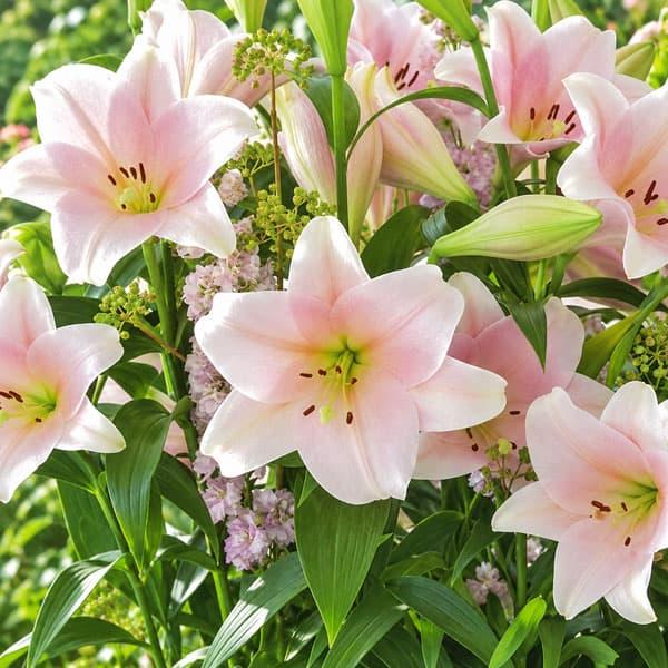 オランダ生まれの大輪咲き鉄砲百合。カリは発色のよい淡ピンクの花です。鉄砲百合の清楚な美しさにオリエンタル系のダイナミックさが加わった全く新しいタイプの大輪咲き鉄砲百合です。※詳しい商品説明は下のほうに記載があります