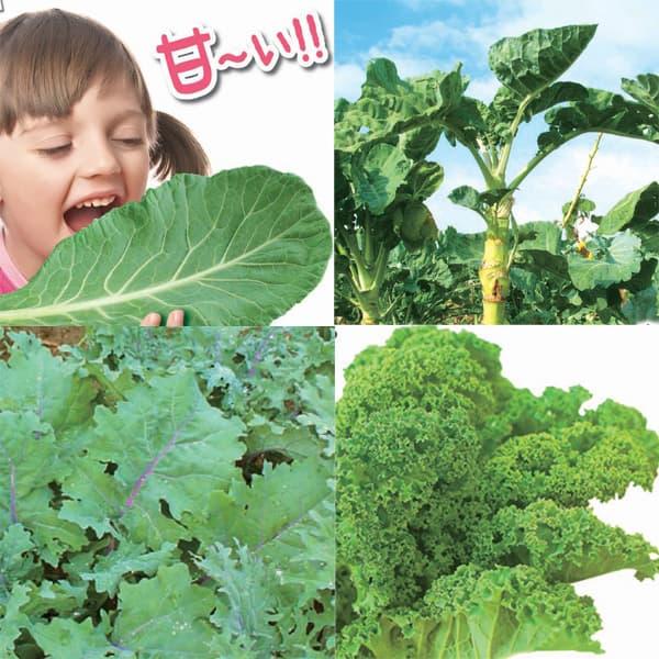 【発売日：2026年08月27日】高級レストランのシェフの評価も高い人気のケールの4種セットです。※詳しい商品説明は下のほうに記載があります