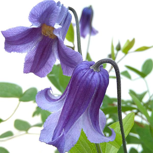 インテグリフォリア系 宿根草 つぼ型の深紫色の花が涼し気なロウグチ。木立ち性クレマチス、インテグリフォリアとレティキュラータの交配種で、四季咲き性です。新梢の側枝に次々と青紫色のベル型の花が咲きます。花芯は黄色です。咲き終わった花を摘み取る...
