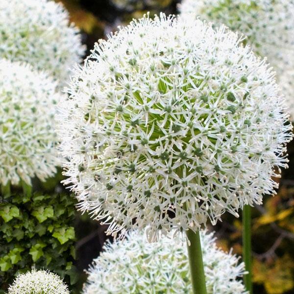 アリウムの巨大輪種の白花種です。草丈1m、花径15cmにもなるボールは見事の一言。その花径の大きさには見るものを圧倒します。春先の萌芽時はキボウシに似て、生長期の葉色もソフトグリーンで観賞価値の高い点は見逃せません。人気のリーフプランツ花壇...
