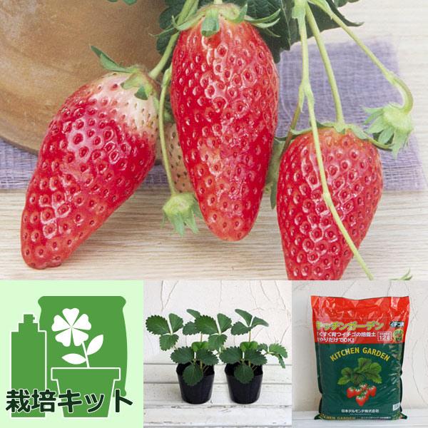 【発売日：2026年10月22日】簡単便利！お手ごろ価格のいちごの袋栽培セットです。培養土の袋を栽培容器として利用するので、プランターは不要です。培養土の袋にいちごの苗を植え込み、日当たりのよい場所に置けばばすぐに栽培スタート！初めての方で...