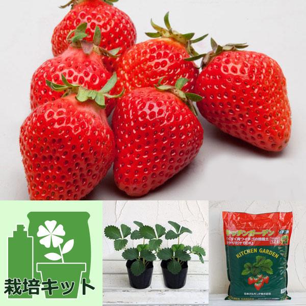 【発売日：2026年10月22日】簡単便利！お手ごろ価格のいちごの袋栽培セットです。培養土の袋を栽培容器として利用するので、プランターは不要です。培養土の袋にいちごの苗を植え込み、日当たりのよい場所に置けばばすぐに栽培スタート！初めての方で...