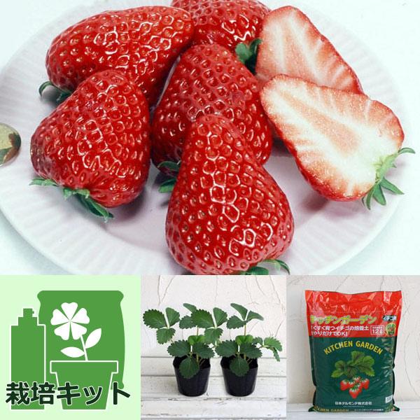 【発売日：2026年10月22日】簡単便利！お手ごろ価格のいちごの袋栽培セットです。培養土の袋を栽培容器として利用するので、プランターは不要です。培養土の袋にいちごの苗を植え込み、日当たりのよい場所に置けばばすぐに栽培スタート！初めての方で...