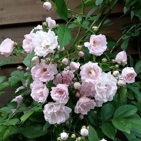 「サマー・スノー」からの改良品種で、同様にとげが無いつるバラ。さくら色の美しい花は大きな房になり、花付きが良いです。花持ちも良く、開花後に色が抜けて白色になっていくので、満開時には2色の花が咲き揃っているように見えます。枝は2.5〜3m程度...