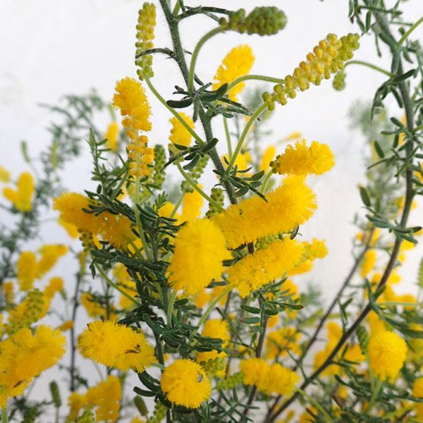 アカシアの中でもコンパクトな樹形で、枝数が多く、開花時は株が花で覆われるほど見事です。コンテナで室内用に向いています。庭植えも可能ですが、梅雨時の長雨は避けるような工夫が必要です。また寒さには多少弱いので、寒地では鉢栽培にして冬は軒下にとり...