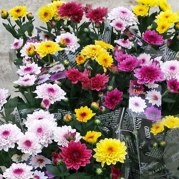 ★お盆の花に最適！高温期でも花色が鮮やかな品種です★ダンテは鮮やかな色合いで半八重の花を次々と咲かせる丈夫さから、とても人気のあるスプレー菊です。立体的で美しい花弁の重なりと鮮やかな発色が特徴の品種です。古風な印象もありながら、洋風なインテ...