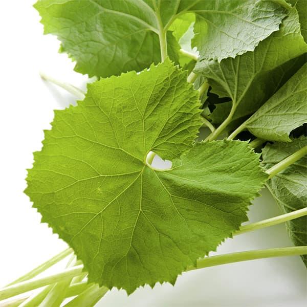 【発売日：2026年10月22日】愛知の伝統野菜で、別名「尾張ふき」とも呼ばれる品種。柔らかく食べやすいのが特徴のフキの苗です。透き通った淡緑色の葉柄は独特の香りがあります。雪どけとともにふっくらしたかわいいふきのとうの蕾が顔を出します。ふ...