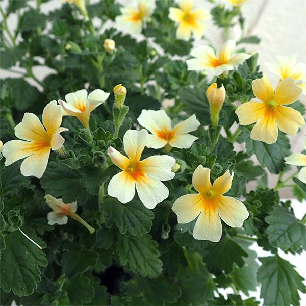 ジャメスブリタニアは南アフリカ原産の多年草。小さく可憐な花をたくさん咲かせ、鉢植えや花壇に人気の草花です。ステラ（バコパ）の近縁種ですが、枝が伸びやかに茂り、ナチュラルな印象のある優し気な花を咲かせます。開花期間中に適宜切り戻しをすると、新...