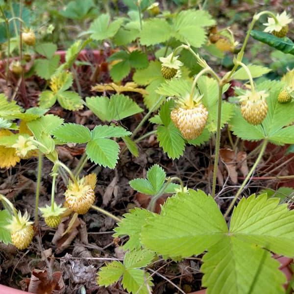 テレビ番組で「幸せを呼ぶ」と紹介されて以来、大人気のワイルドストロベリー。育てやすく、可愛らしい小花を咲かせ、小さな実をつけます。この品種は白実のもの。春から初夏まで次々に実をつけます。果実は小型ながら風味が良く、生食もできます。葉はビタミ...