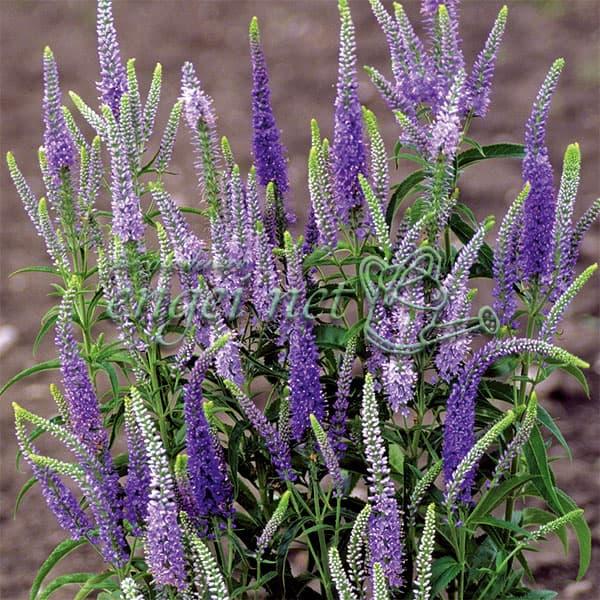 ★入荷から日数が経ったためセール価格となりました。商品の状態は画像と異なる場合があります。★花壇におすすめの丈夫なベロニカです。小さな花が集まった花穂をすっと立ちあげながら下から咲かせて行きます。スマートな草姿ですが、大株になると一斉に穂を...