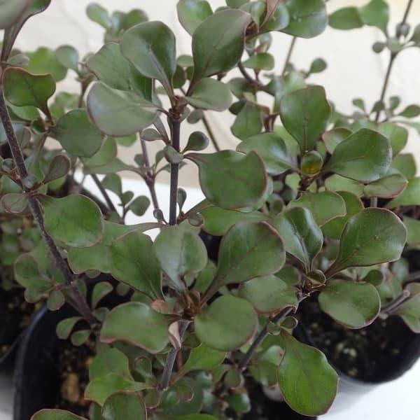 コプロスマの中で唯一の黒葉系！つややかな葉のカラーリーフ・寄せ植えに ★入荷から日数が経ったためセール価格となりました。商品の状態は画像と異なる場合があります。★コプロスマはニュージーランド原産の常緑低木。硬質で光沢のあるカラーリーフが特徴...