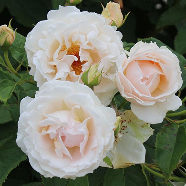 ★枝葉が少ない状態のため特価です★淡いピンクからアイボリー、波状弁咲きからカップ咲きとなる、中輪房咲きのバラ。ティとフルーツの強い香りがあります。花形や色合いに柔らかさ・まとまり感があり、落ち着いた心地よい雰囲気を醸し出します。耐暑性が強く...