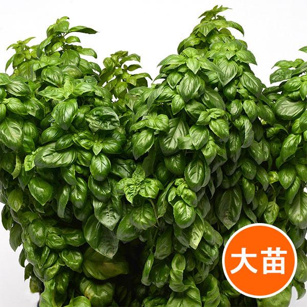 イタリア料理やサラダには欠かせない、夏のハーブ。エバーリーフ　ジェノベーゼは、花が咲きにくく晩生な性質により、長期間収穫ができる画期的なバジルです。乱れにくいまとまりの良い草姿ですので鉢植えにも適します。香り高いスイートバジルですのでジェノ...