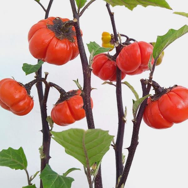 ハロウィンのデコレーションに！かぼちゃなす・花茄子 ソラナム・エチオプクム ハロウィンのデコレーションにぴったり！ソラナム・パンプキンはオレンジ色のミニサイズのカボチャ型の実がつく植物です。「かぼちゃなす」とも呼ばれ、かぼちゃの形をした花ナ...