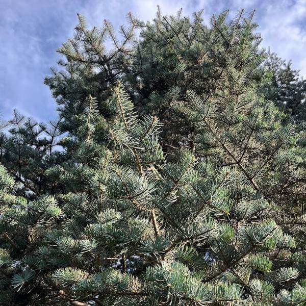 真鍋庭園さんの希少コニファー ★入荷から日数が経ったためセール価格となりました。商品の状態は画像と異なる場合があります。★コロラドモミはコンコロールモミとも呼ばれ、北米原産の常緑針葉樹。北米ではクリスマスツリーとしてポピュラーです。バイオレ...