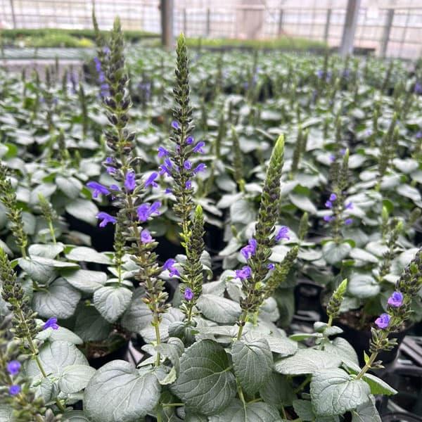 パープルマジェスティーは青紫色の花穂を長く伸ばす、存在感のあるサルビアです。降霜期まで長く楽しめます。サルビアの中では大型の品種。花壇の後方に植えると存在感があります。※詳しい商品説明は下のほうに記載があります