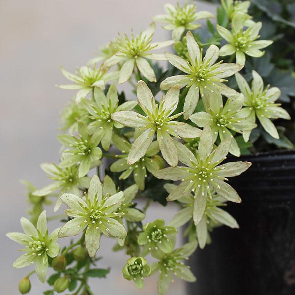 フレグラントオベロンは、枝がよく伸び、花付きのとても良い品種です。フォステリ系はニュージーランドとオーストラリア原産の品種に由来する園芸品種。常緑性です。冬から春にかけて、前年に生長した茎と本年生長した茎に花をつけます。花色は白〜緑がかった...