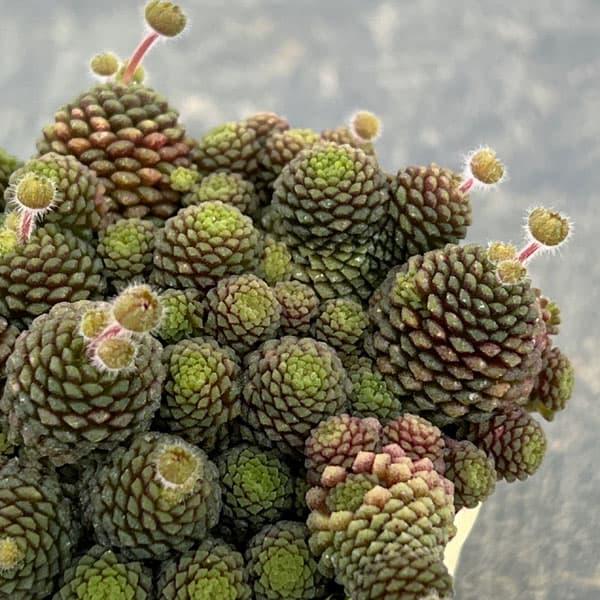 モナンテスはカナリア諸島原産の多肉質の小型多年草。もこもことしたロゼット状の小さな塊が何とも言えない魅力があります。※詳しい商品説明は下のほうに記載があります