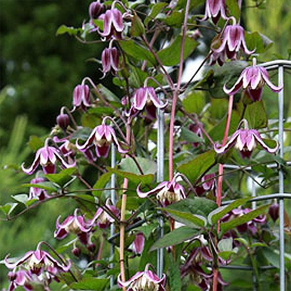 インテグリフォリア系半つる性タイプ。小輪ベル形の花は濃い紫色で、発色のよい力強い色合いです。厚花弁で花一つずつの持ちがよく、四季咲き性が強いので長く楽しめます。枝の伸び・量ともにほどほどで誘引がしやすく、他系統のクレマチスやバラとの混植に向...