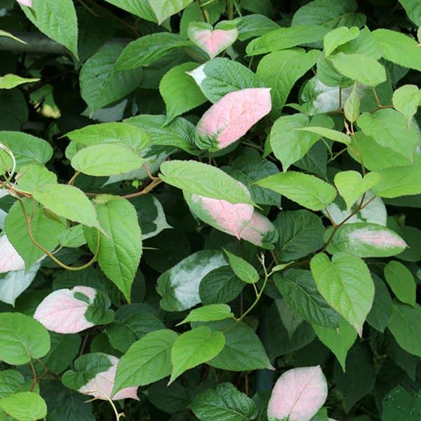 つる性植物 ★入荷から日数が経ったためセール価格となりました。商品の状態は画像と異なる場合があります。★深山マタタビ（深山木天蓼）は、北海道や中部地方以北の山地に自生するマタタビ科の落葉つる性木本です。6月頃の開花期に枝の上の葉が白く色づき...