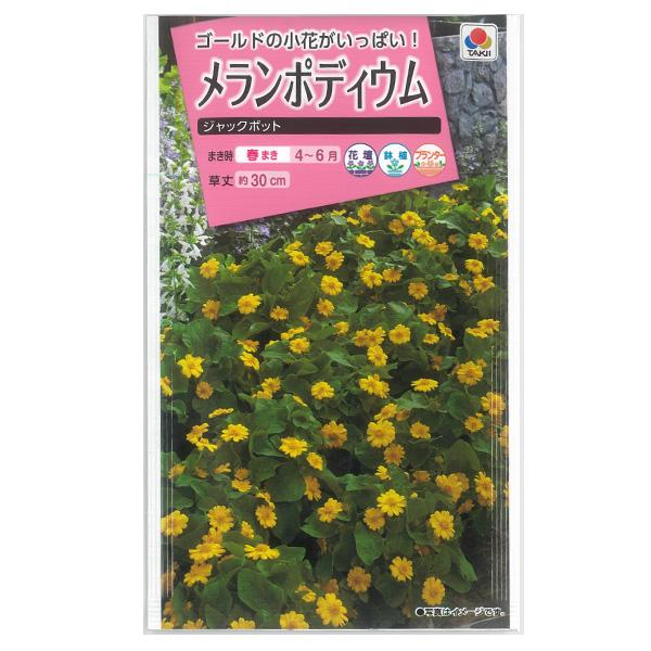 メランポディウム 種　タネ　約2cmの小さな花がたくさん咲きます。新しい花が、株全体を覆う様に古い花の上に咲くので、花がら摘みの手間もいりません。※詳しい商品説明は下のほうに記載があります