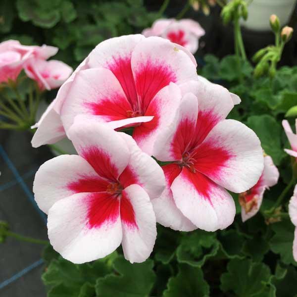 サニーデイシリーズは、明るいグリーンリーフにあでやかな大輪の花が次々に咲きます。※詳しい商品説明は下のほうに記載があります