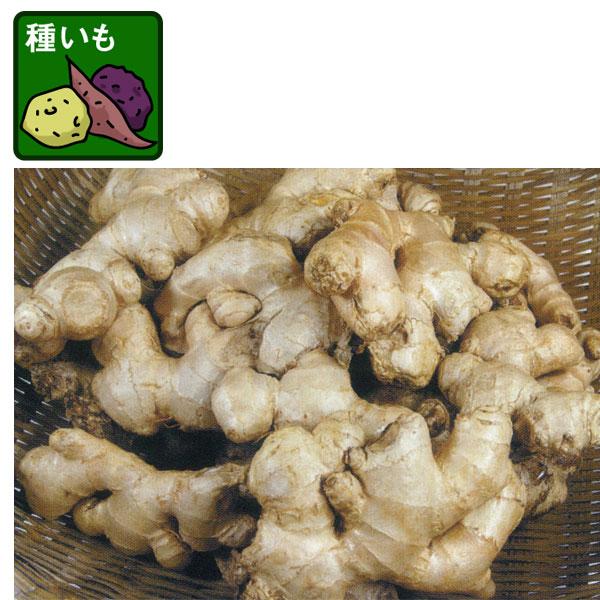 ショウガは家庭菜園で手軽に作れる強健な野菜です。病気も少なく、たくさん収穫できます。 おろし、漬物、お料理などにご利用ください。三州生姜は黄生姜ともよばれ、小生姜の1種です。昔は盛んに栽培されていましたが、現在は中国ものに押されて生産が激減...