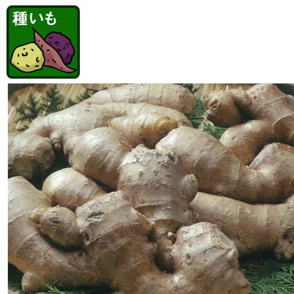 ショウガは家庭菜園で手軽に作れる強健な野菜です。病気も少なく、たくさん収穫できます。 おろし、漬物、お料理などにご利用ください。大身ショウガは大型で特に漬物に適し、おろしにも用いられるショウガです。※詳しい商品説明は下のほうに記載があります