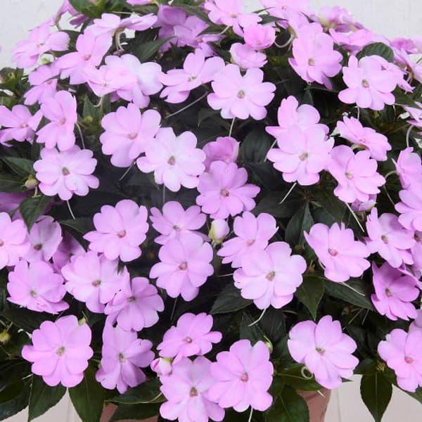 サンパチェンス(R)は夏の暑さと強い日差しに負けず大きく成長するサカタのインパチェンス。大株に育ちながら、絶え間なく色鮮やかな花を咲かせます。高い環境浄化能力を持つ点も魅力です。従来の園芸植物と比べてＮＯ2で５〜８倍、ホルムアルデヒドは３〜...