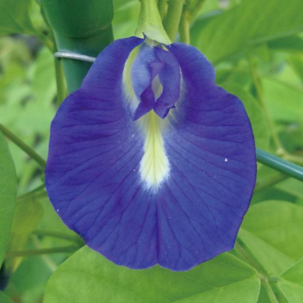 莢が食用になる バタフライピーはマメ科のつる性多年草。夏の暑さに強く、次々に生長し花を咲かせます。鮮やかなブルーの花を使ったハーブティーは真っ青のきれいな色になり人気です。沖縄旅行で味わった方も多いのではないでしょうか？この花の成分にはアン...