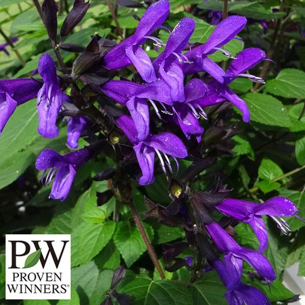 強くて生育旺盛なハイブリッドサルビアです。晩春から夏、秋ずっと、霜が降りる頃まで咲き続ける開花期間が抜群に長い品種です。種がつかないからぐんぐん育ちます。セルフクリーニング（咲き終わった花が自然に落ちる）なのでお手入れも簡単です。枝が強く、...