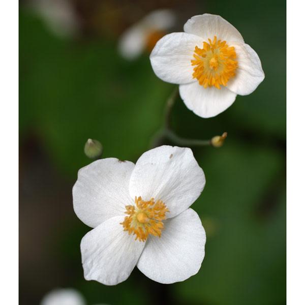 中国の山林に自生するケシ科の多年草で、欧米ではスノーポピーと呼ばれます。心臓形の葉に長さ30cmほどの花茎を出し、白い4弁の清楚な花を咲かせます。地下茎でよく殖え、強健です。半日陰を好むので、お庭の樹木の下草として、あるいは小鉢仕立てなどで...