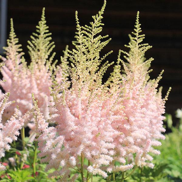 欧米で人気が高いアスチルベ。花壇やボーダーによく植えられます。ミルクアンドハニーは淡いピンクボリュームある花穂が美しい品種。草姿はやや大型です。少し日陰になる花壇、樹木の下の明るい彩りとなります。春から初夏の間は日当たりの良い場所の方が葉色...