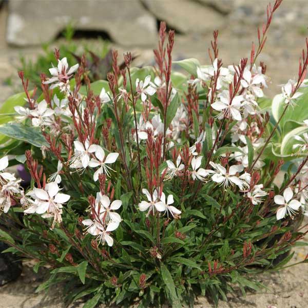 コンパクトガウラは通常のガウラの半分くらいの草丈ですので、狭い花壇や鉢植えに向いています。非常に強健で育てやすく、花壇や鉢植えで長く楽しめます。パーシフルフェアリーはうっすらとピンクがかる白花で、最もコンパクトにまとまる品種です。品種の性質...