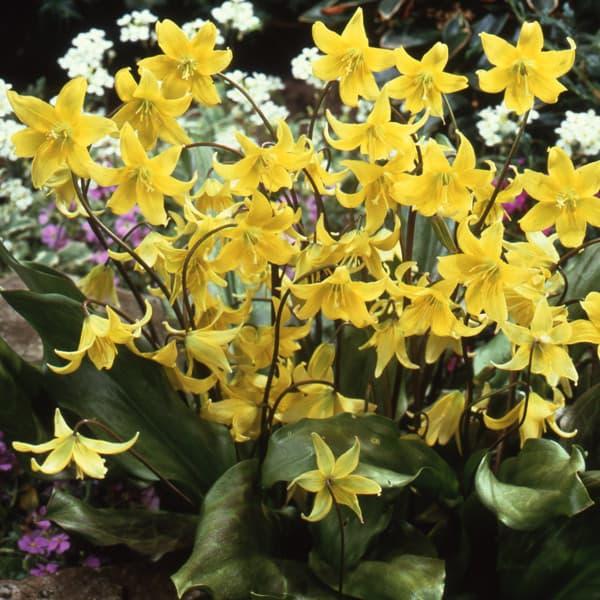 西洋カタクリ（エリスロニューム）はすずらんのような葉に、黄色の直径4〜5cmの花を下向きに咲かせます。清楚な花姿は洋風・和風どちらの庭にもあい、また寄せ植えの素材としてもすてきです。球根で植えつけますが、宿根草として数年は植え放しで大丈夫で...