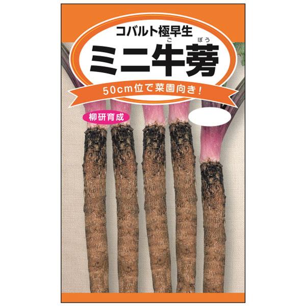 種　タネ　根長が短く、収穫が比較的簡単。根径も細めなため柔らかく、サラダ・きんぴらに最適です。※詳しい商品説明は下のほうに記載があります
