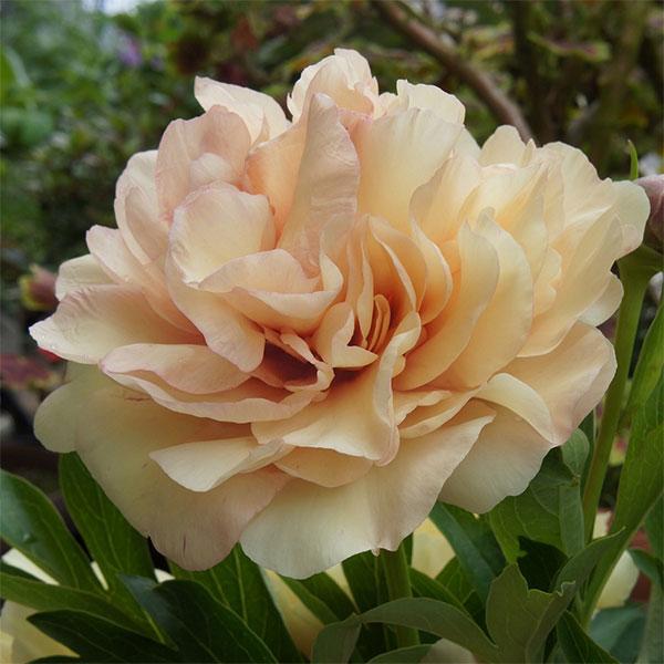 ★入荷から日数が経ったためセール価格となりました。商品の状態は画像と異なる場合があります。★ボタンとシャクヤクの交配改良種として生まれたインターセクショナルハイブリッド芍薬。受咲きで花立ちが良く、整った株姿とパステル系の珍しい花色が特徴で、...