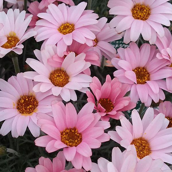 ローダンセマムは庭先に春のイメージを作ってくれるかわいい花です。やわらかなアプリコットピンクの花色をたくさん咲かせてくれます。シルバーリーフとのコントラストも絶妙で、寄せ植えや、単色で大株仕立てもおすすめです。春に花が咲き終わったら、ドーム...