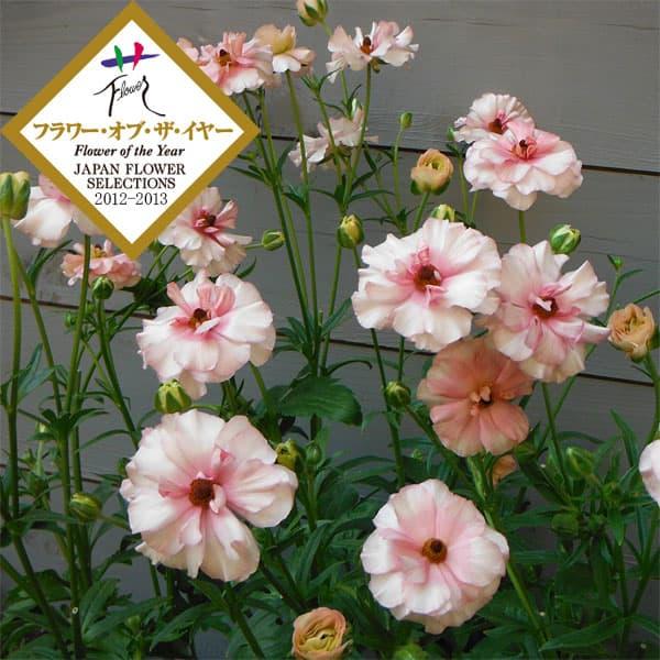 アリアドネ は、淡いピンクにアプリコットを含む優しい色合いと、ラックスシリーズ特有の光沢をまとった花びらが魅力の人気品種です。咲き進むごとに柔らかなグラデーションを見せ、庭植え・鉢植えどちらでも可憐で上品な雰囲気を演出します。※詳しい商品説...