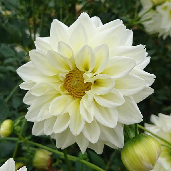 草花の苗 ★入荷から日数が経ったためセール価格となりました。商品の状態は画像と異なる場合があります。★画期的なハイブリッド皇帝ダリア、ガッツァリアに新色が登場！通常の皇帝ダリアを高冷地で栽培していると開花の時期には寒さが厳しすぎてうまくお花...