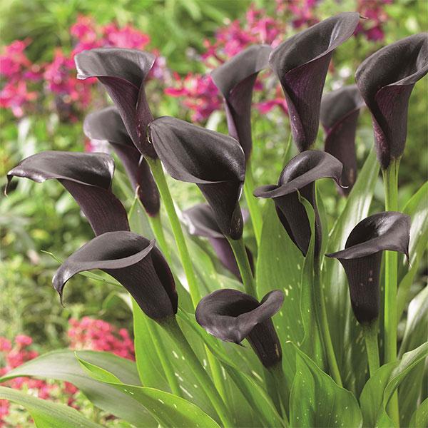 個性的な色合いの都会派カラーです。鮮やかな花色と独特の花形が特徴。切り花としても大変人気があります。※詳しい商品説明は下のほうに記載があります