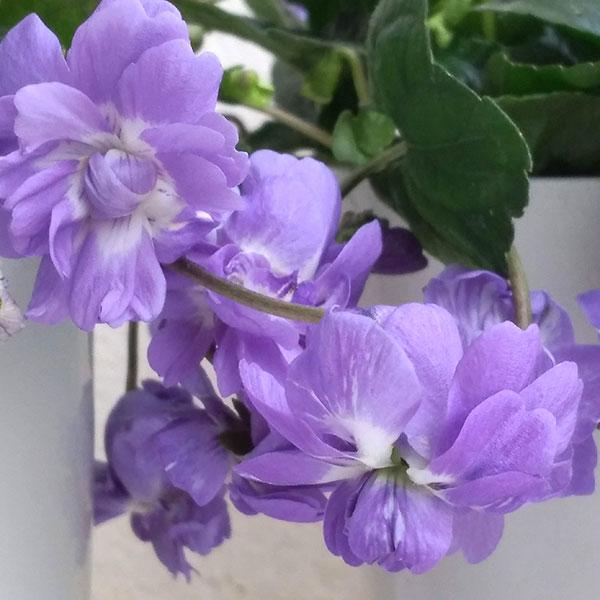 菫 ニオイスミレパルマスミレはニオイスミレに似ていますが、一般的なニオイスミレ（Viola odorata）とは別の品種で、ビオラ・スアビス（Viola　suavis）の八重咲き園芸品種です。多花性の品種で、開花期間が11月〜5月と長いので...