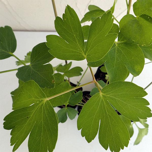 チョーミーグサは関東以西の海岸に生える常緑多年草で、ボタンボウフウとも呼ばれます。沖縄では長寿につながる薬草として「長命草（チョーミーグサ）」と呼び、野菜としても利用されています。非常に強健で育てやすい野菜です。葉を野菜として和え物やてんぷ...