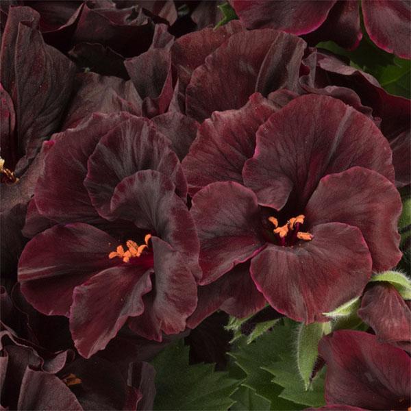 ★入荷から日数が経ったためセール価格となりました。商品の状態は画像と異なる場合があります。★アリストはドイツのPAC社で育成された、ペラルゴニウムの中で最も花が大きいシリーズです。他にはない高級感のある上品な花色も特徴です。ヨーロッパで唯一...