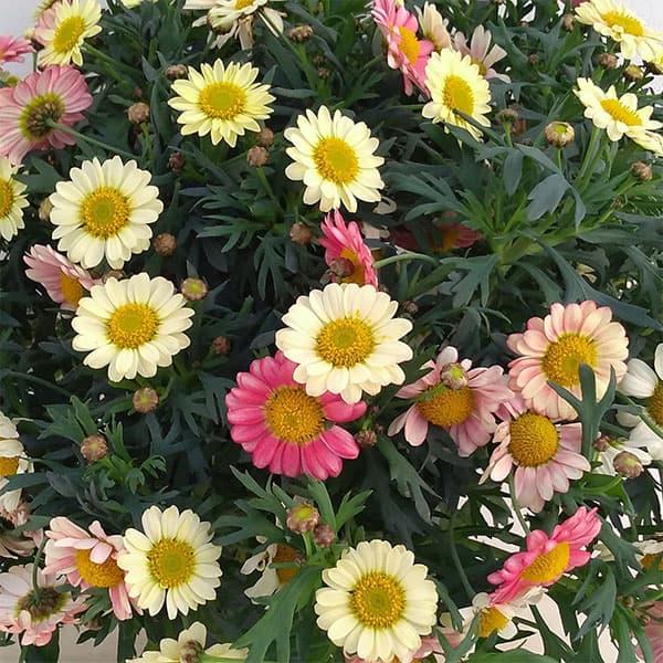 コンパクトで多花性のDay-Zeeシリーズ ★入荷から日数が経ったためセール価格となりました。商品の状態は画像と異なる場合があります。★ゼラニウムで有名なドイツのPAC社で育種されたマーガレット「デイジー」シリーズ。一般的なマーガレットと比...