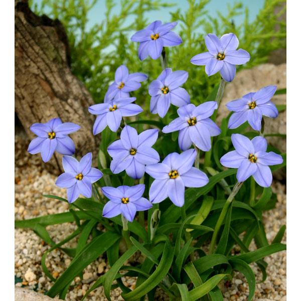 非常に丈夫な品種なので手間がかからず、毎年繁殖するので、上品なブルーの花を群生で楽しむことができます。ロルフフィドラーは、ブルーで星型の香りの良い花を咲かせます。※詳しい商品説明は下のほうに記載があります