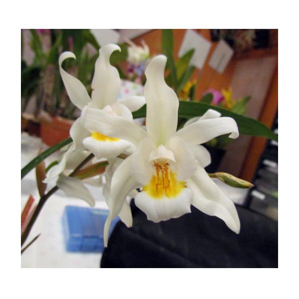 ★入荷から日数が経ったためセール価格となりました。商品の状態は画像と異なる場合があります。★普通のインターメディアよりもバルブが丸く花が大きい品種です。リップがオレンジ色のものを選抜しています。4〜5バルブ付き、2020年1月現在花芽付きの...