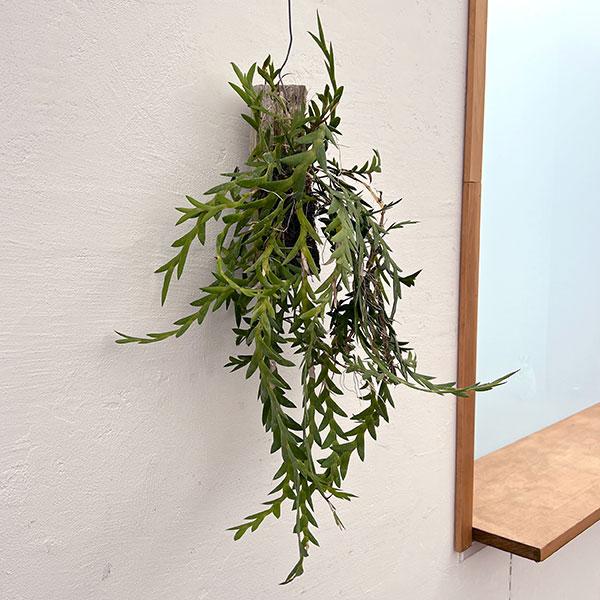 デンドロビウム・レオニスは、ラン科デンドロビウム属に属する着生ランの一種です。主に東南アジアの熱帯地域（フィリピンやインドネシアなど）に自生しており、樹木や岩場に着生して育ちます。小型のランで、葉は肉厚で光沢があり、短い茎に密集して生えます...