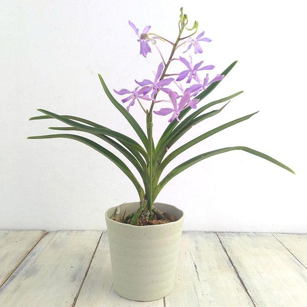 ヨネザワラはバンダ属（Vanda）とネオスティリス属（Neostylis）の交配種。花形はフウランに似ており、冬の寒さにも比較的強い人気品種です。すっきりとした青い花にはかすかに芳香もあります。※詳しい商品説明は下のほうに記載があります