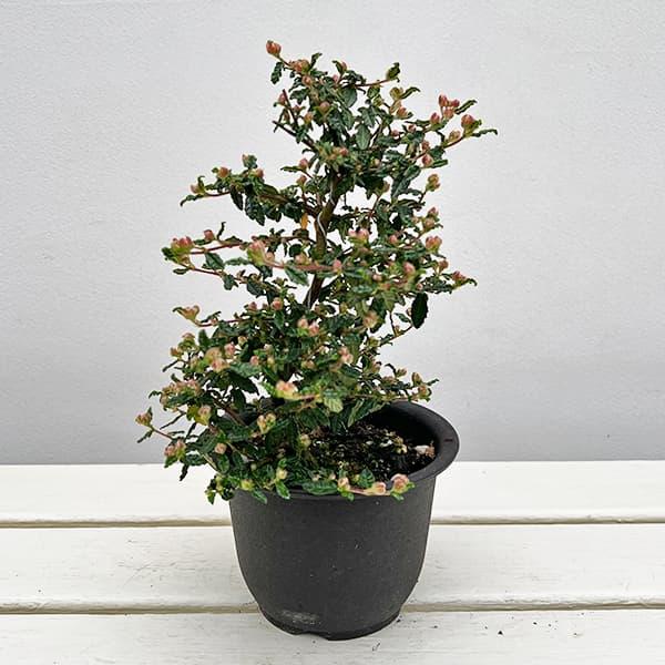 ★入荷から日数が経ったためセール価格となりました。商品の状態は画像と異なる場合があります。★天皇梅（テンノウバイ）は、表面が小さな星状毛で覆われた波状の鋸歯がある独特な葉で、春に可憐な白〜薄ピンクの花を咲かせる常緑低木です。花付きもよく、す...